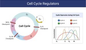 Interphase: Definition, Diagram, and Examples