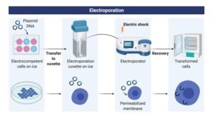 Electroporation - An Efficient Electroporation Protocol
