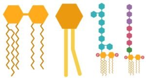 Lipids: Structure, Types, Examples, Functions, Types