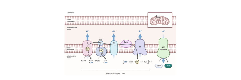 Mitochondrial Electron Transport Chain : Cellular Respiration