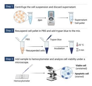 Trypan Blue Exclusion Test of Cell Viability: Full Protocol