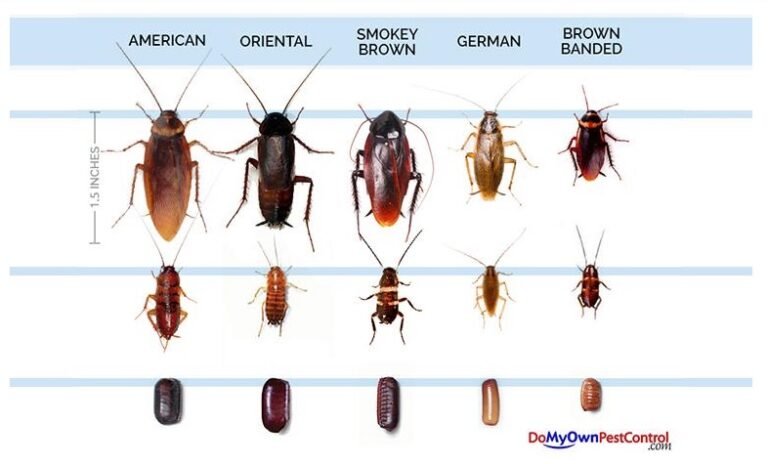 What Does a Baby Cockroach Look Like? Identify a Baby Cockroach