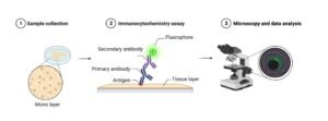 What is Immunocytochemistry? Methods, Techniques, Protocols