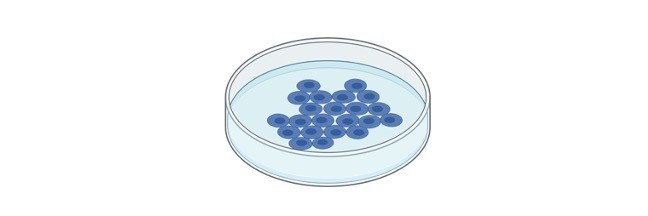Cell Proliferation Definition Importance And Benefits