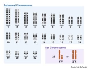 Autosomes: Definition, Facts, and Example I Research Tweet