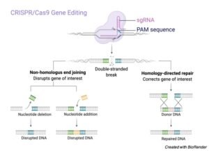 CRISPR/Cas-9: Definition, Function, Mechanism, and Examples