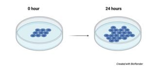 Cell Proliferation: Definition, Importance, and Benefits