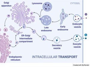 Golgi Apparatus: Function, Definition, Structure & Formation