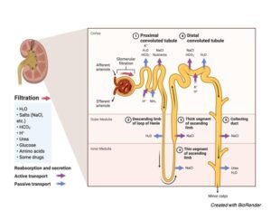 Hypertonic Solution : Definition and Examples