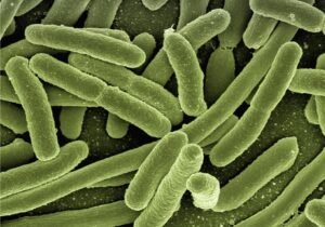 Lactobacillus: Health Benefits, Uses, and Side Effects