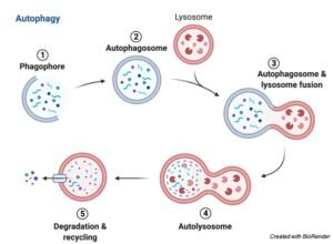 Lysosome: Definition, Structure, Function, and Formation