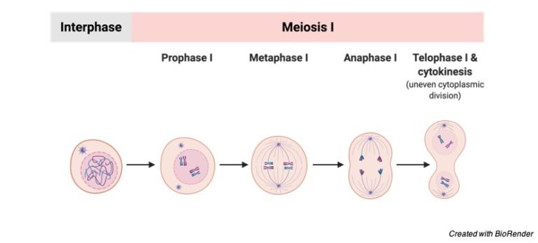 Meiosis I: Definition, Stages, Phases, and Diagram