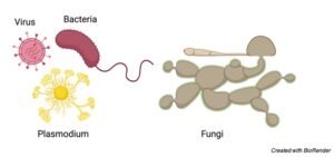 Pathogen, Pathogenesis, Pathogenicity: Definition & Examples