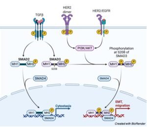 Proto-Oncogene: Definition, Function, and Examples