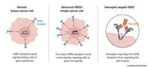 Proto-Oncogene: Definition, Function, and Examples