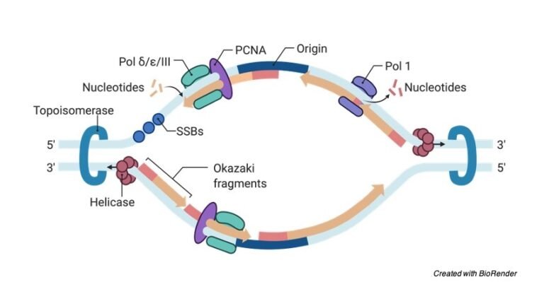 Replication Fork: Definition, Structure, Diagram, & Function