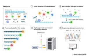 DNA Sequencing: Definition, Type, Mechanism and Significance