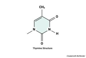 Thymine: Structure, Definition, and Functions