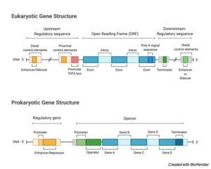Exons: Definition, Function, and Example I Research Tweet