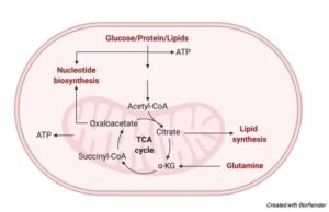 Amphibolic Pathway: Definition and Example I Research Tweet