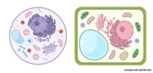 Cytoplasm: Definition, Function, and Example