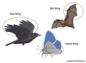 Analogous Structures: Definition, Examples, and Structure