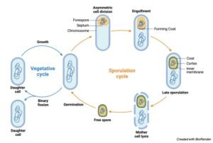 Binary Fission: Definition, Diagram, and Examples