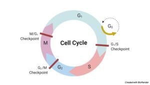 Cell Cycle: Definition, Description, Stages, and Checkpoints