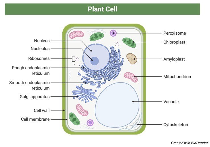 Cell Wall Definition Structure And Function