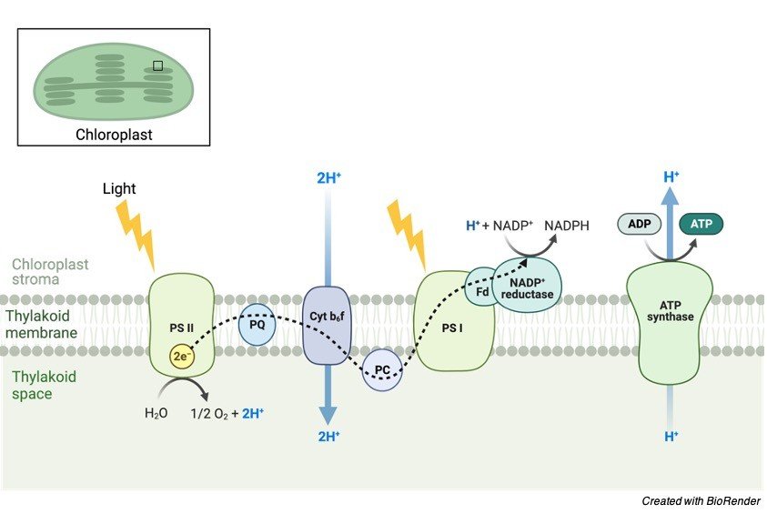 Chemiosmosis In Chloroplasts Involves Which Of The Following Processes