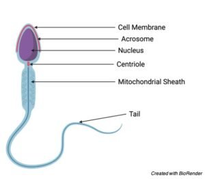 Gamete: Definition, Formation, Examples, and Facts