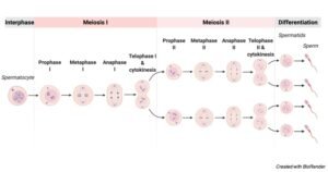 Gamete: Definition, Formation, Examples, and Facts