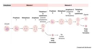 Gamete: Definition, Formation, Examples, and Facts