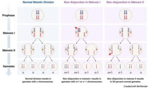 Gamete: Definition, Formation, Examples, and Facts