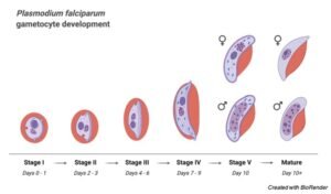 Gamete: Definition, Formation, Examples, and Facts