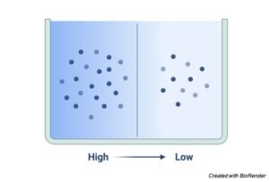 Osmosis: Definition, Mechanism, and Examples I ResearchTweet