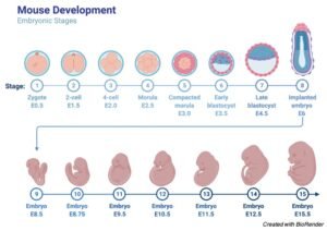Zygote: Definition, Stages, and Diagram I ResearchTweet