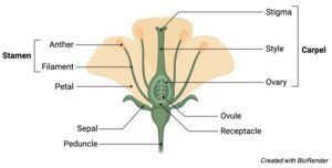 Angiosperm: Description, Characteristics, and Examples