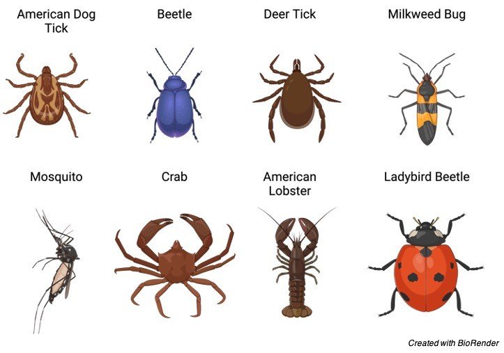 Arthropods Definition Characteristic And Examples Arthropods Definition Characteristic And Examples