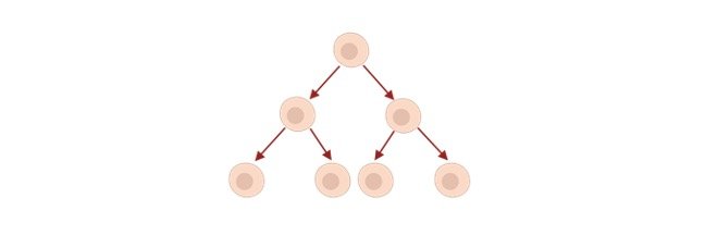 Cell Proliferation Definition Development Differentiation