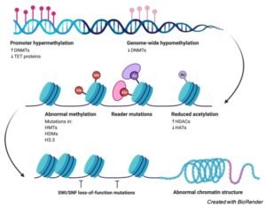 Chromatin: Definition, Characteristic, and Examples