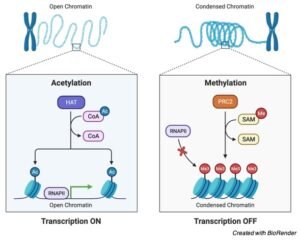 Chromatin: Definition, Characteristic, and Examples