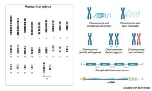 Chromosomes vs Chromatids: Definition and Examples