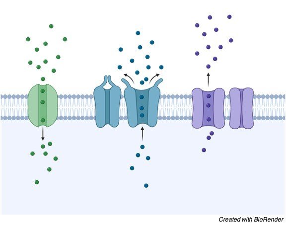 Facilitated Diffusion Definition Types And Examples