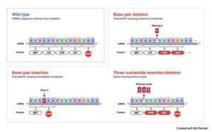Frameshift Mutations: Definition, Mechanism, and Examples