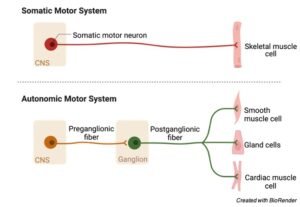 Involuntary Muscles: Definition, Types, and Examples