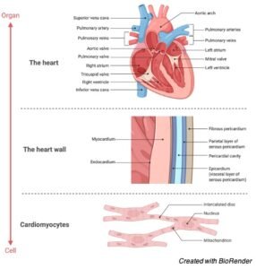 Semilunar Valve: Definition, Characteristics, and Examples