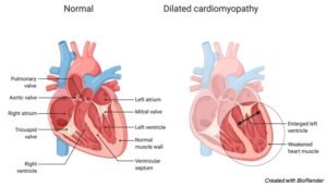 Semilunar Valve: Definition, Characteristics, and Examples