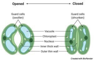 Turgor Pressure: Definition, Characteristics, and Examples