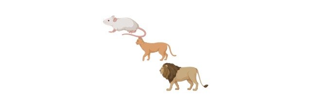 What Is Food Web Definition Examples And Facts